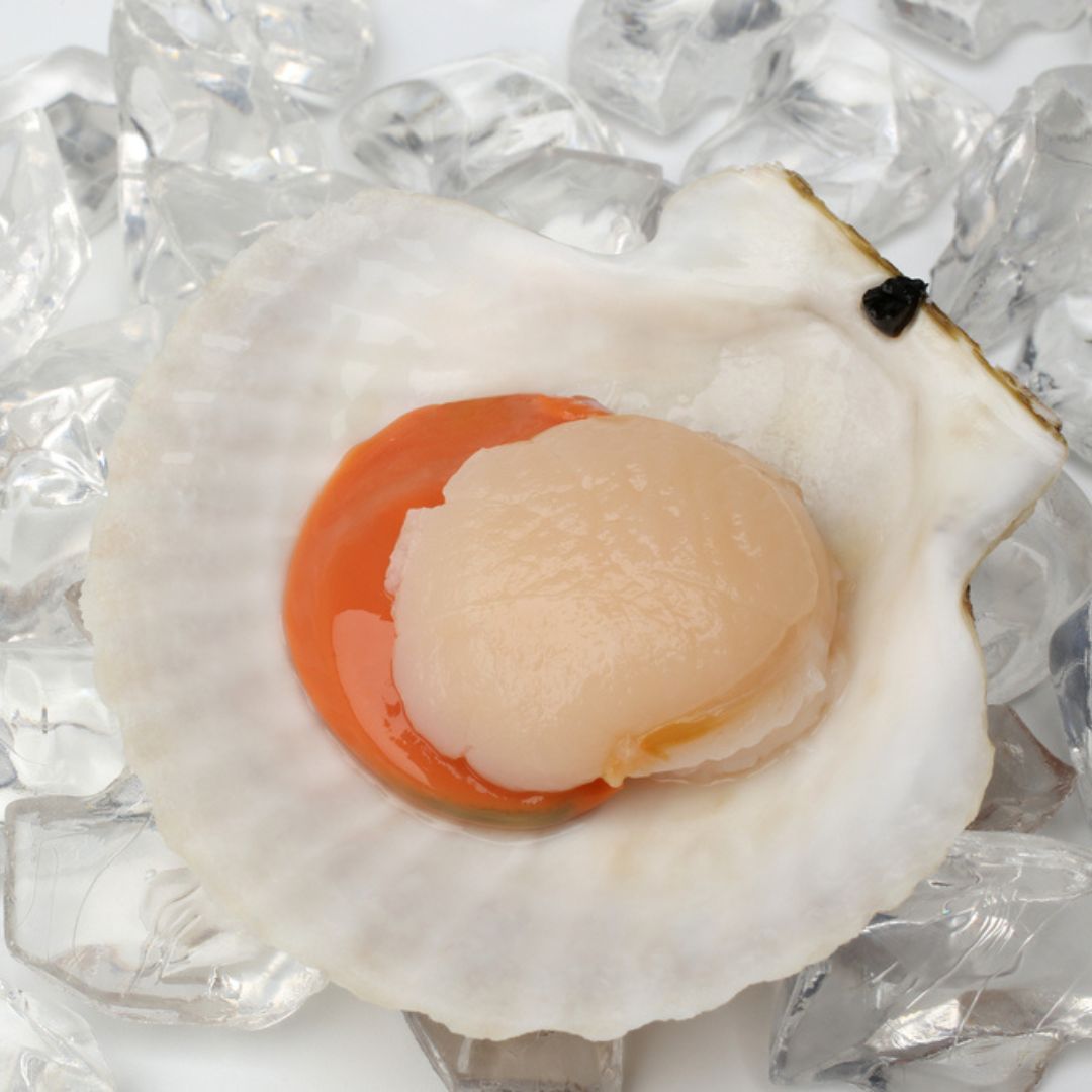 Scallops 1/2 shell - mondodelmare.com