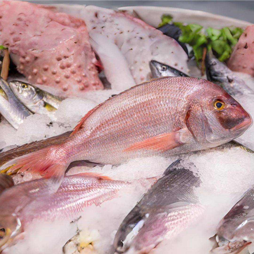 Red Dentex - mondodelmare.com