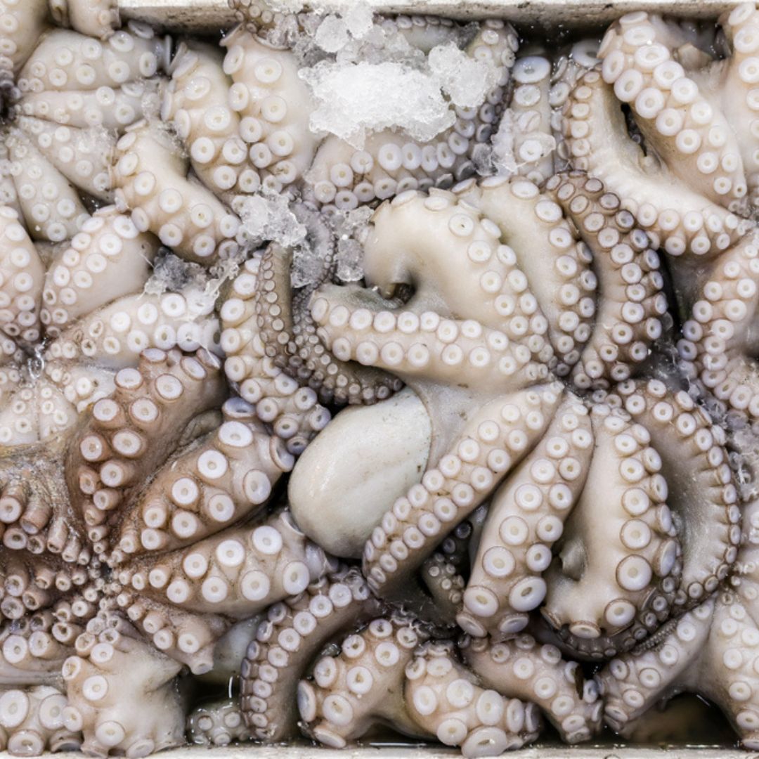 Fresh Octopus - mondodelmare.com