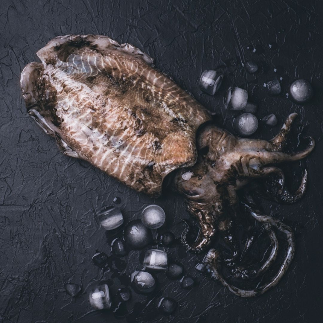 Whole Cuttlefish - mondodelmare.com