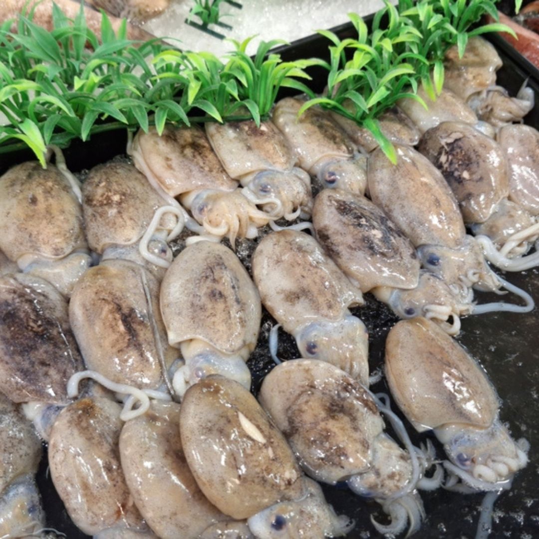 Greek Fresh Cuttlefish - mondodelmare.com
