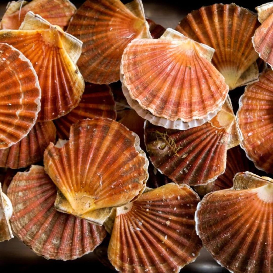 Scallops whole with shell - mondodelmare.com