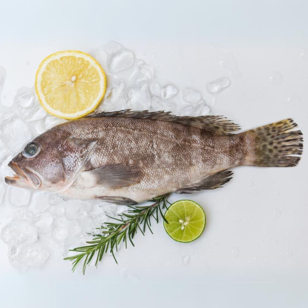 White grouper - mondodelmare.com