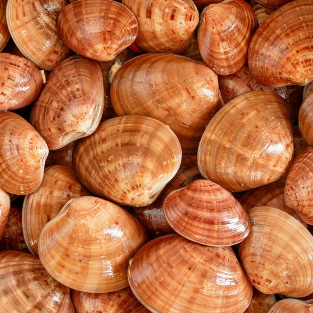 Callista Chione - mondodelmare.com