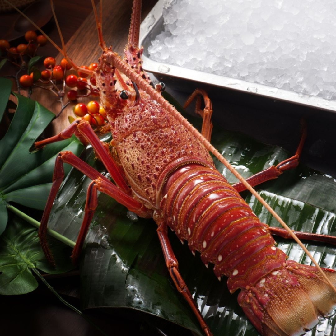 Australian lobster - mondodelmare.com
